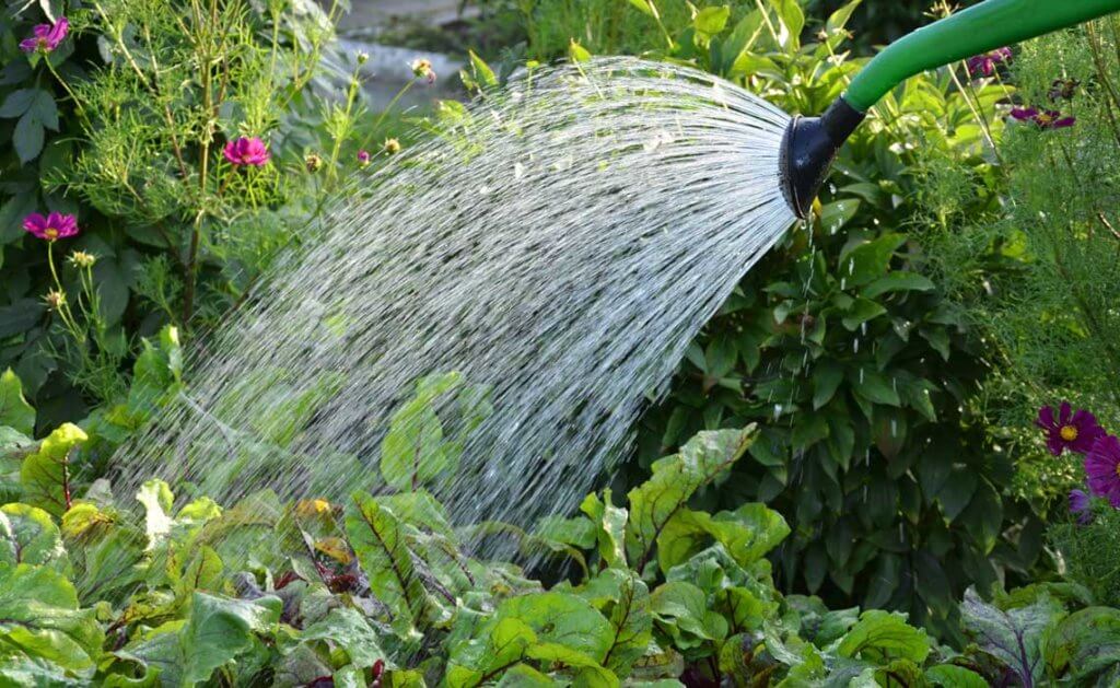 How to Water a Garden Properly - CGLA