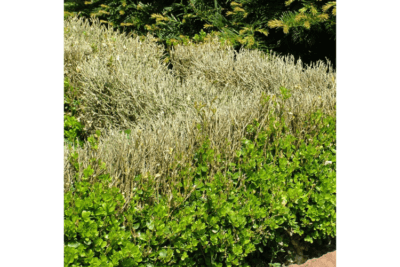 Box Hedging Problems: Recognising and Treating The Issues